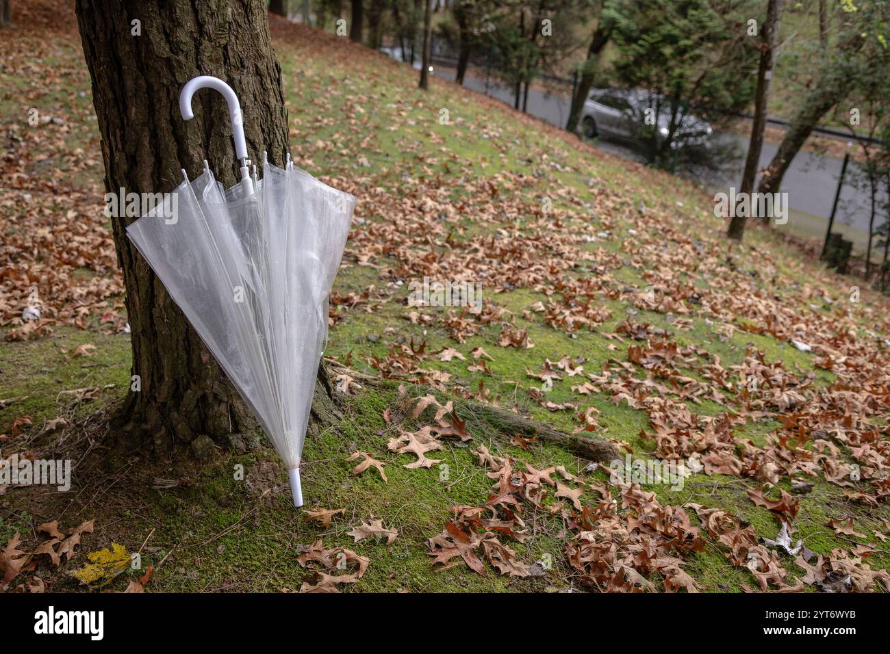 A transparent umbrella leaning against a tree trunk on a mossy ground ...