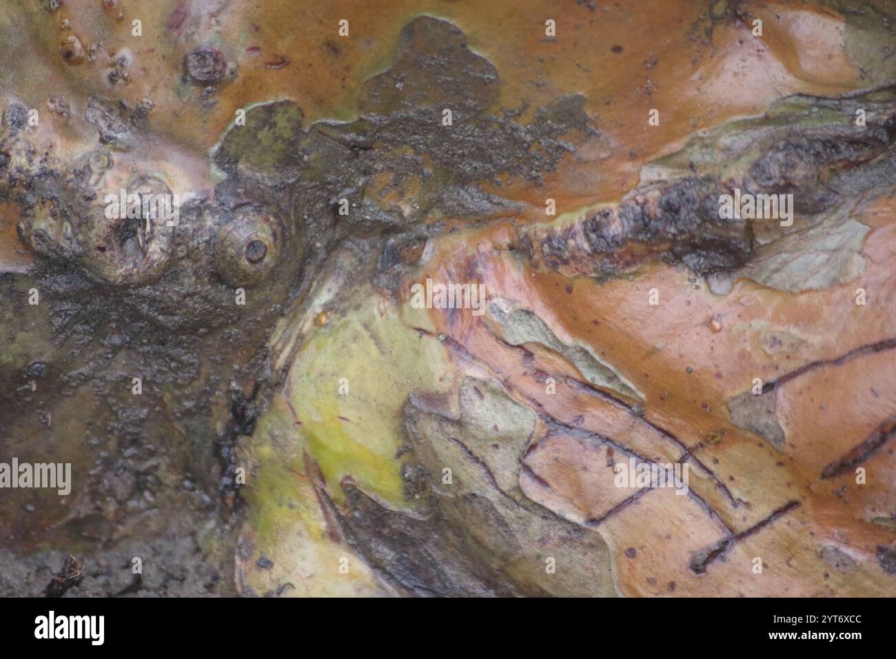 Smooth gray bark hi-res stock photography and images - Alamy