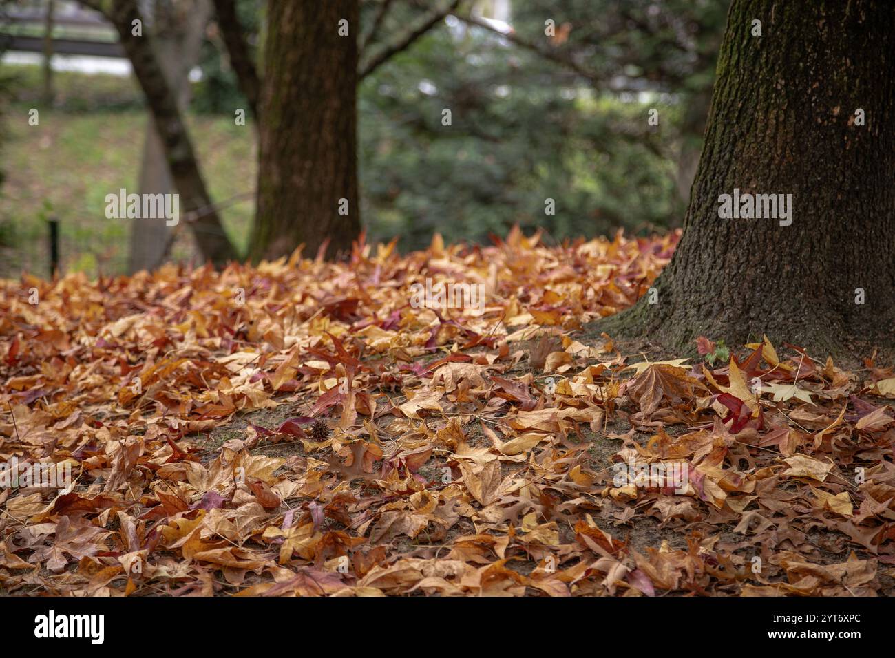 Large trees by a thick layer of fallen brown autumn leaves, creating a ...