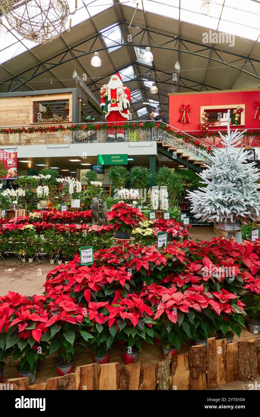 Christmas trees and decorations with festive window displays Stock ...