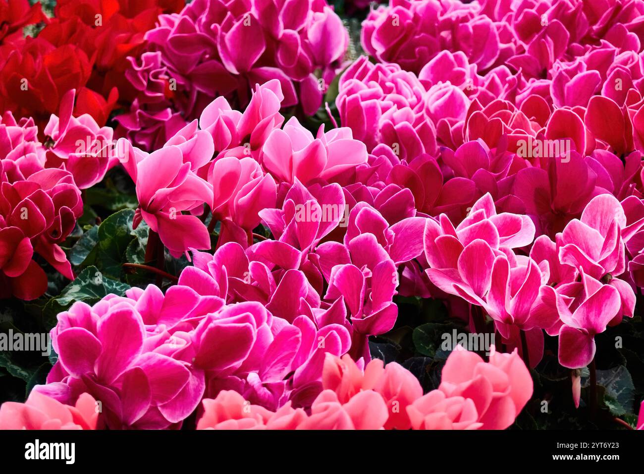 Vibrant Pink and Red Cyclamen Flowers in Full Bloom in a Garden Setting ...