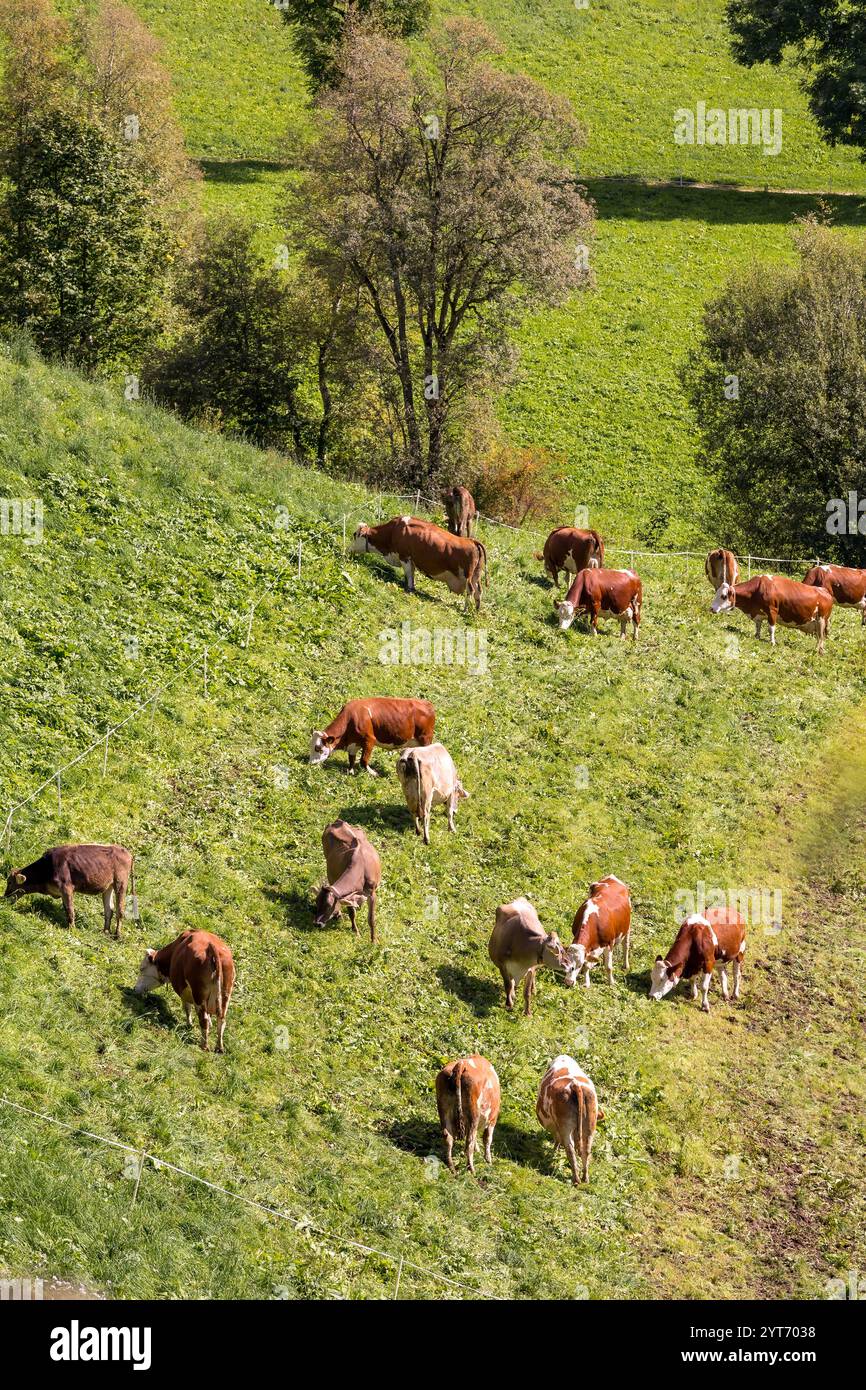 Few cows eating grass on a green alpine pasture meadow, European Alps ...