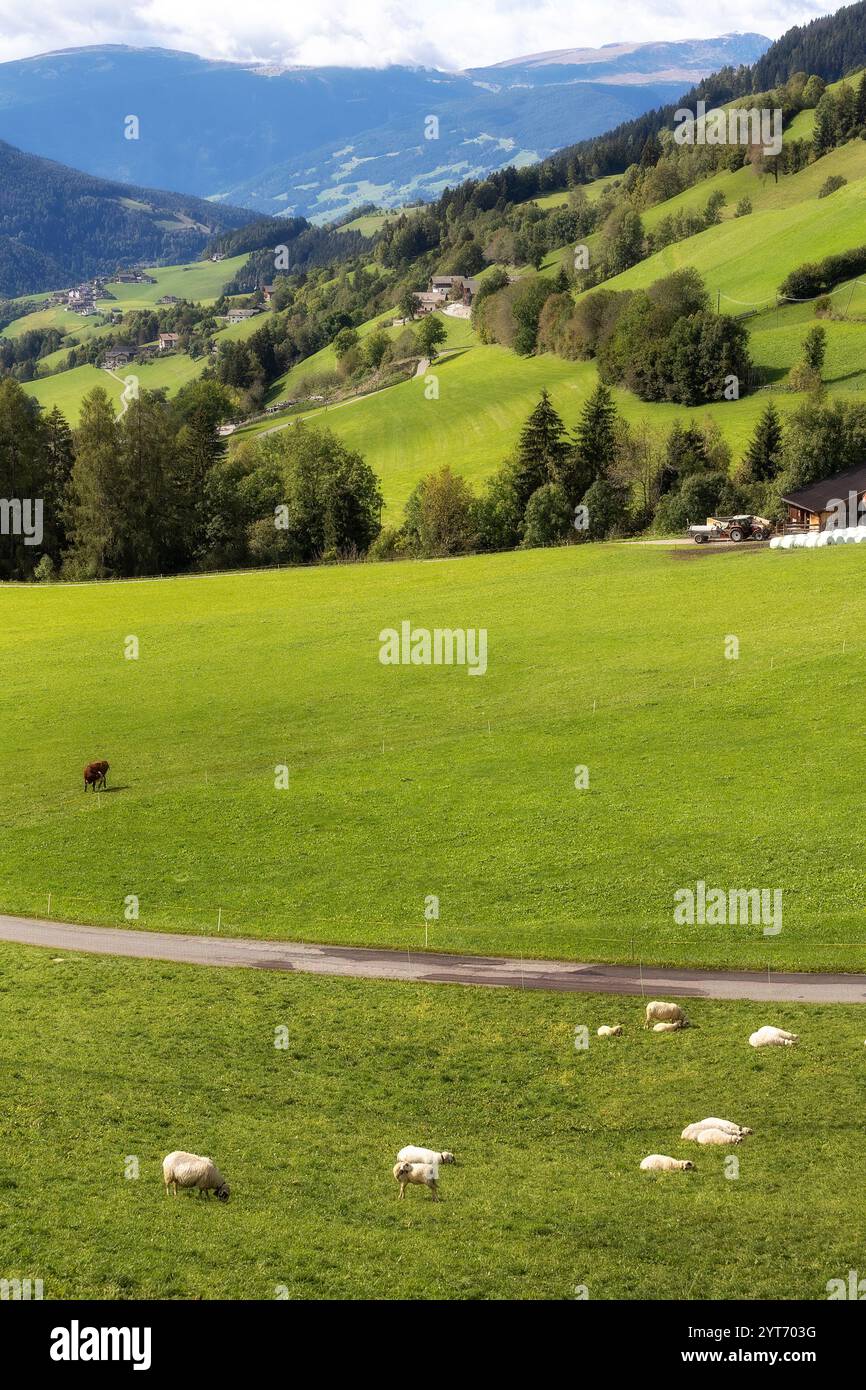 Swiss Alps and Valais blacknose sheep nest to Zermatt in Switzerland ...