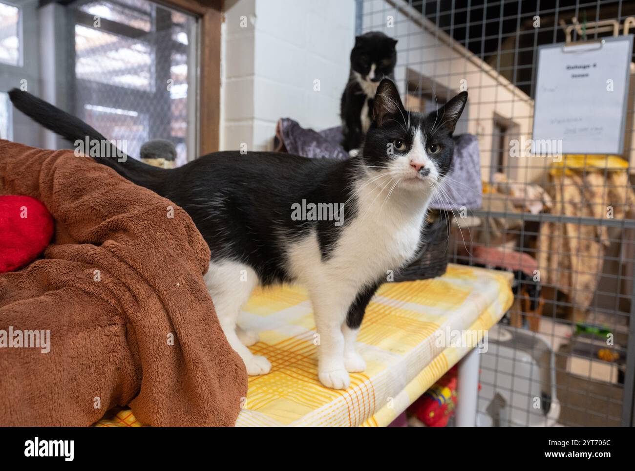 PRODUCTION - 06 December 2024, Hesse, Frankfurt/Main: A cat at the ...