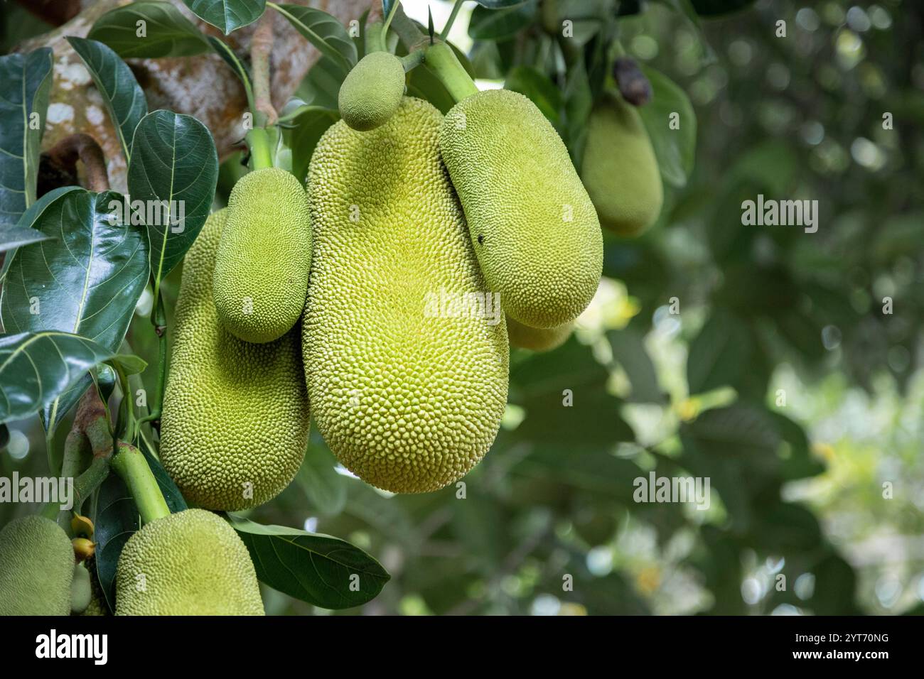 Jackfruit fruit growing on a tree, several fruits growing on a spice ...