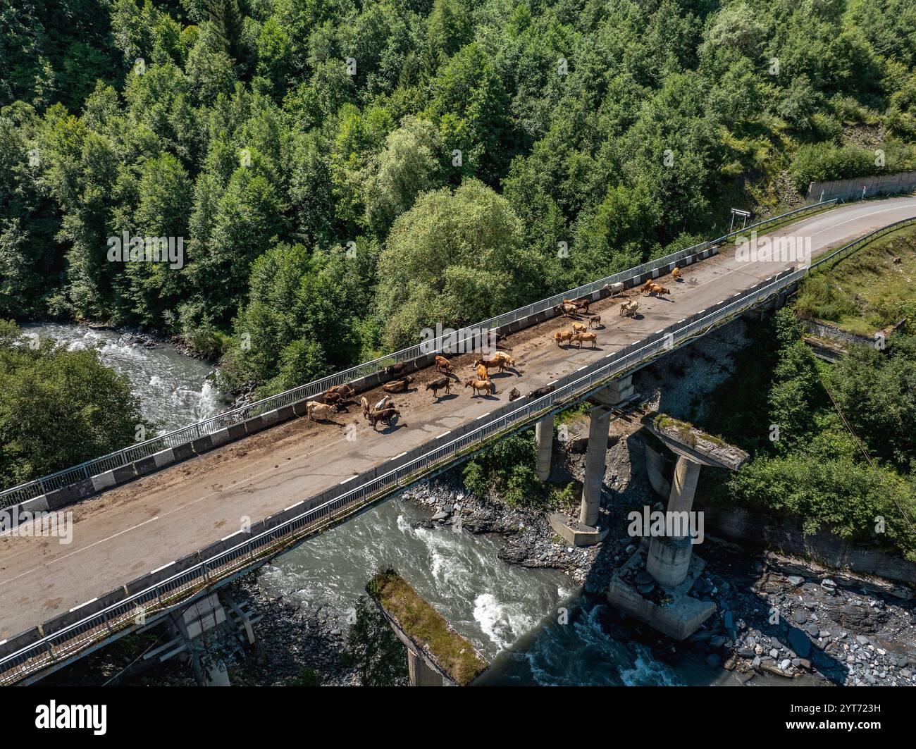 Cows on a busy highway bridge in Georgia Stock Photo - Alamy