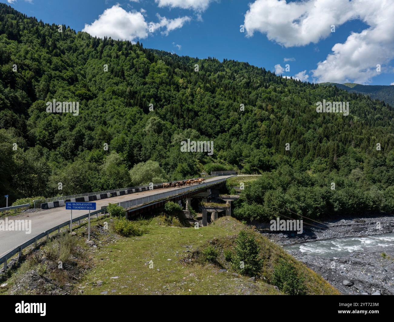 Cows on a busy highway bridge in Georgia Stock Photo - Alamy