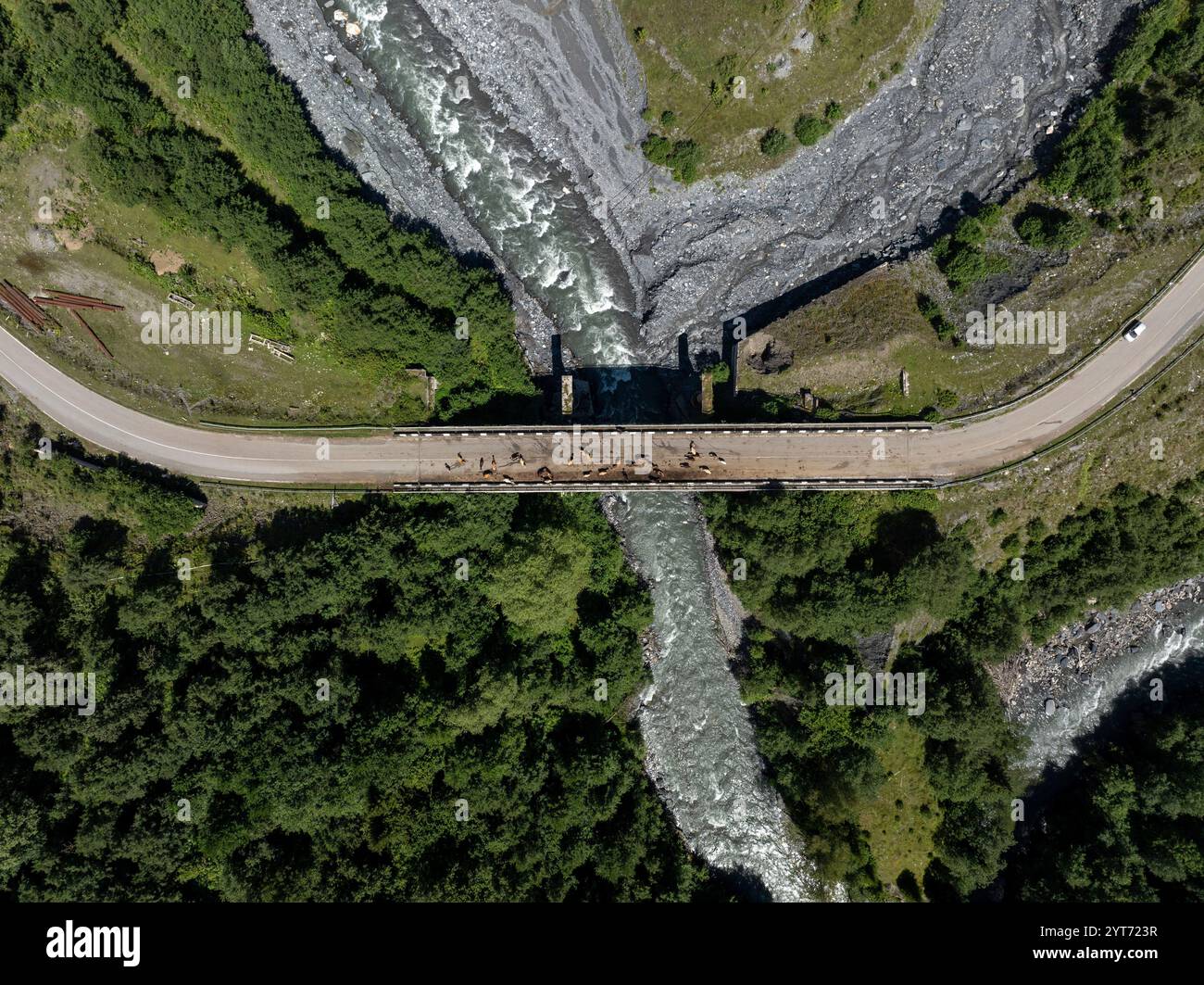Cows on a busy highway bridge in Georgia Stock Photo - Alamy