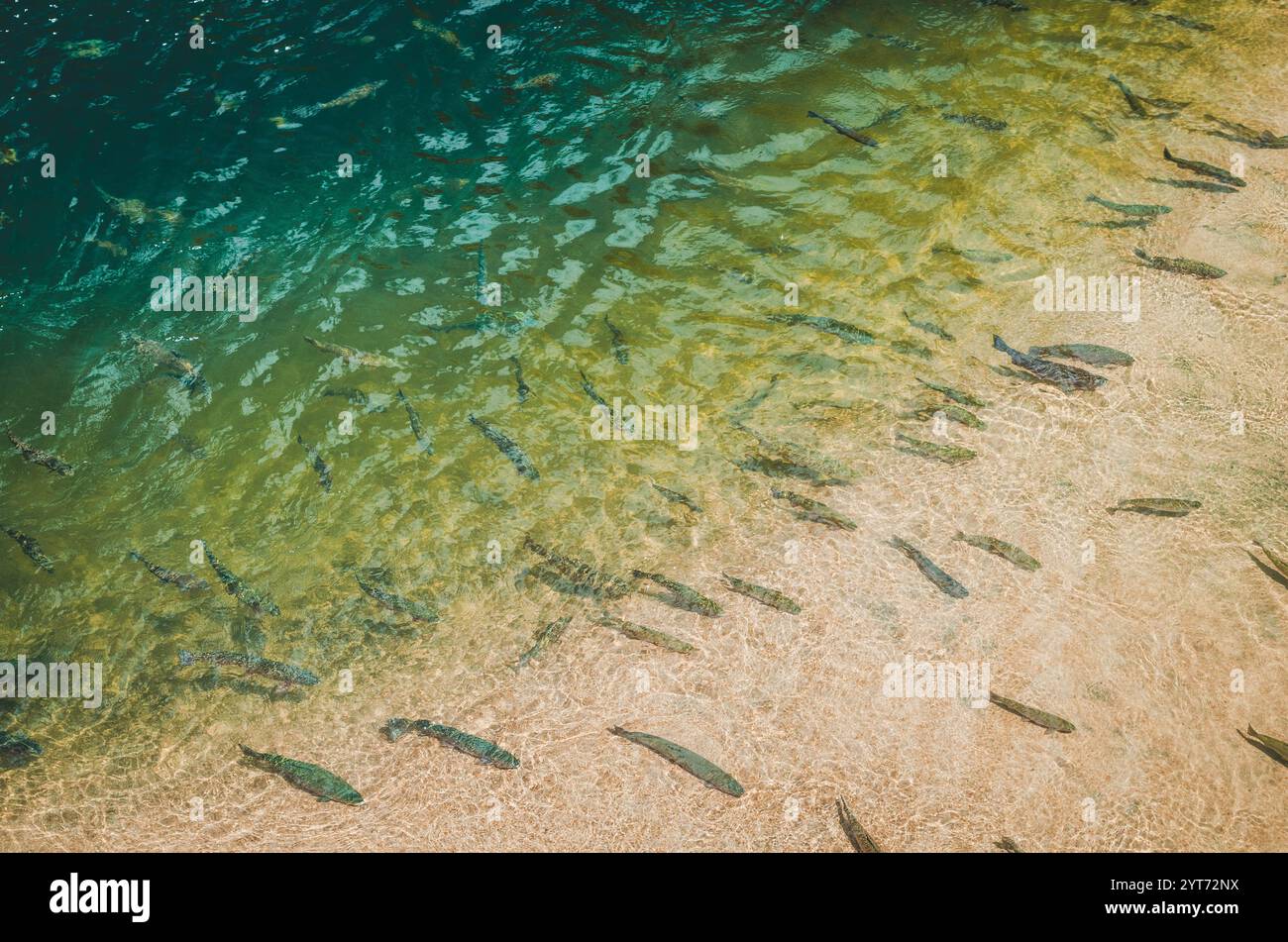 Aerial view group swimming hi-res stock photography and images - Alamy