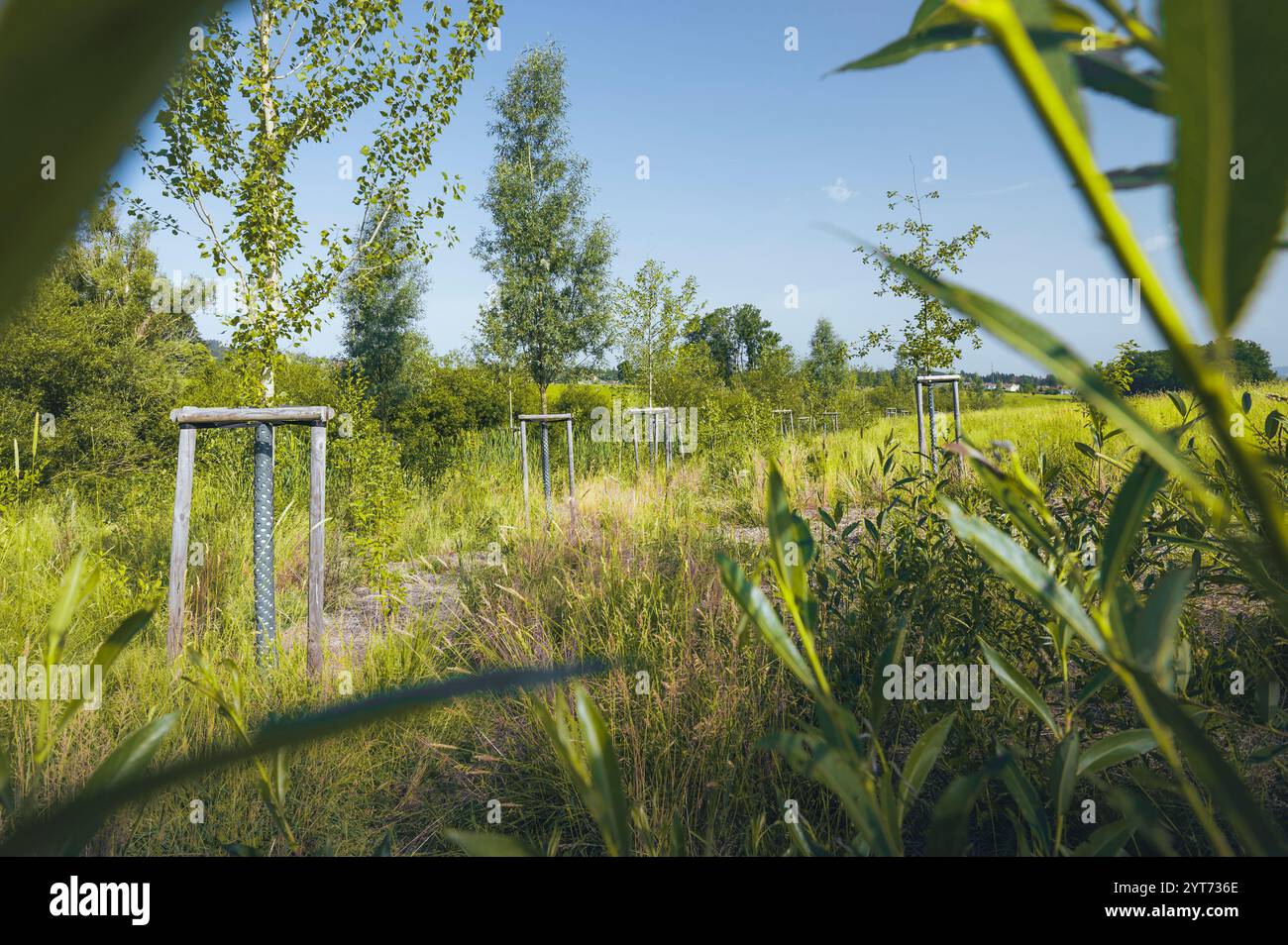 Compensation area with species-rich meadow and woodland planting on the ...