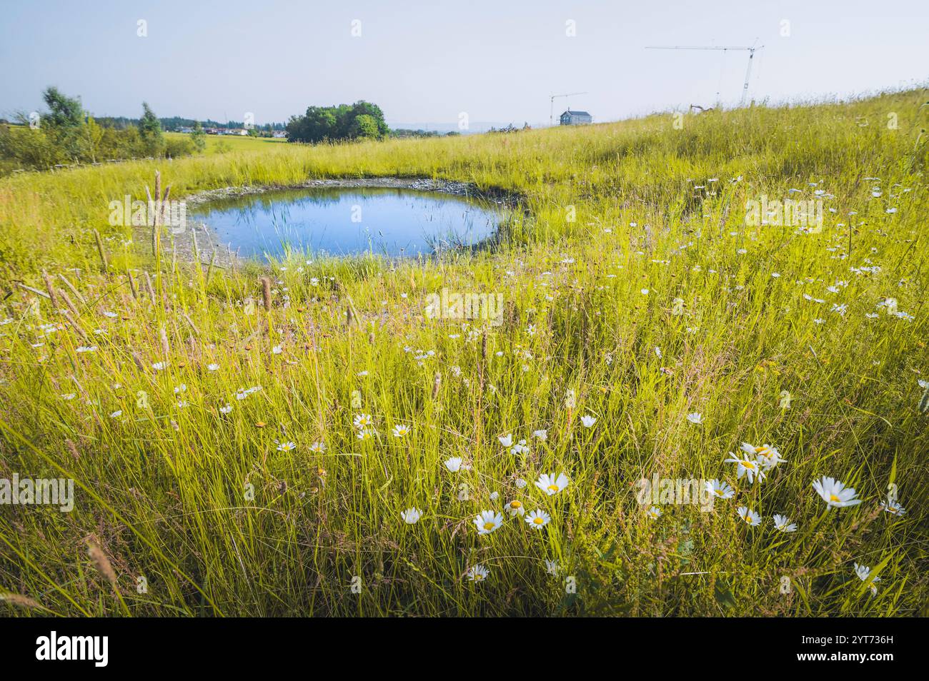 Compensation area with species-rich meadow and alternately moist swale ...