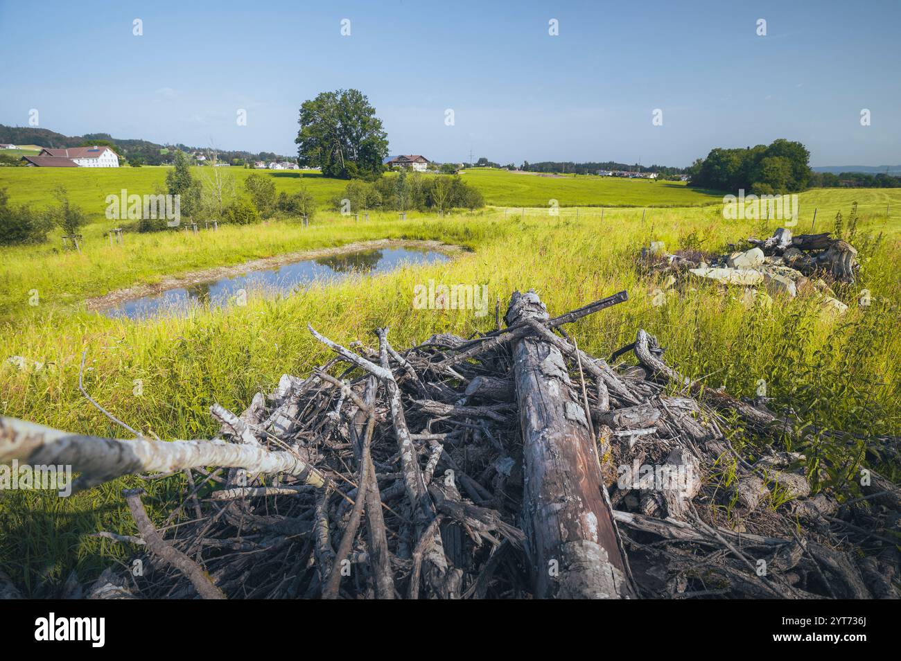 Compensation area with species-rich meadow, alternately moist swale ...