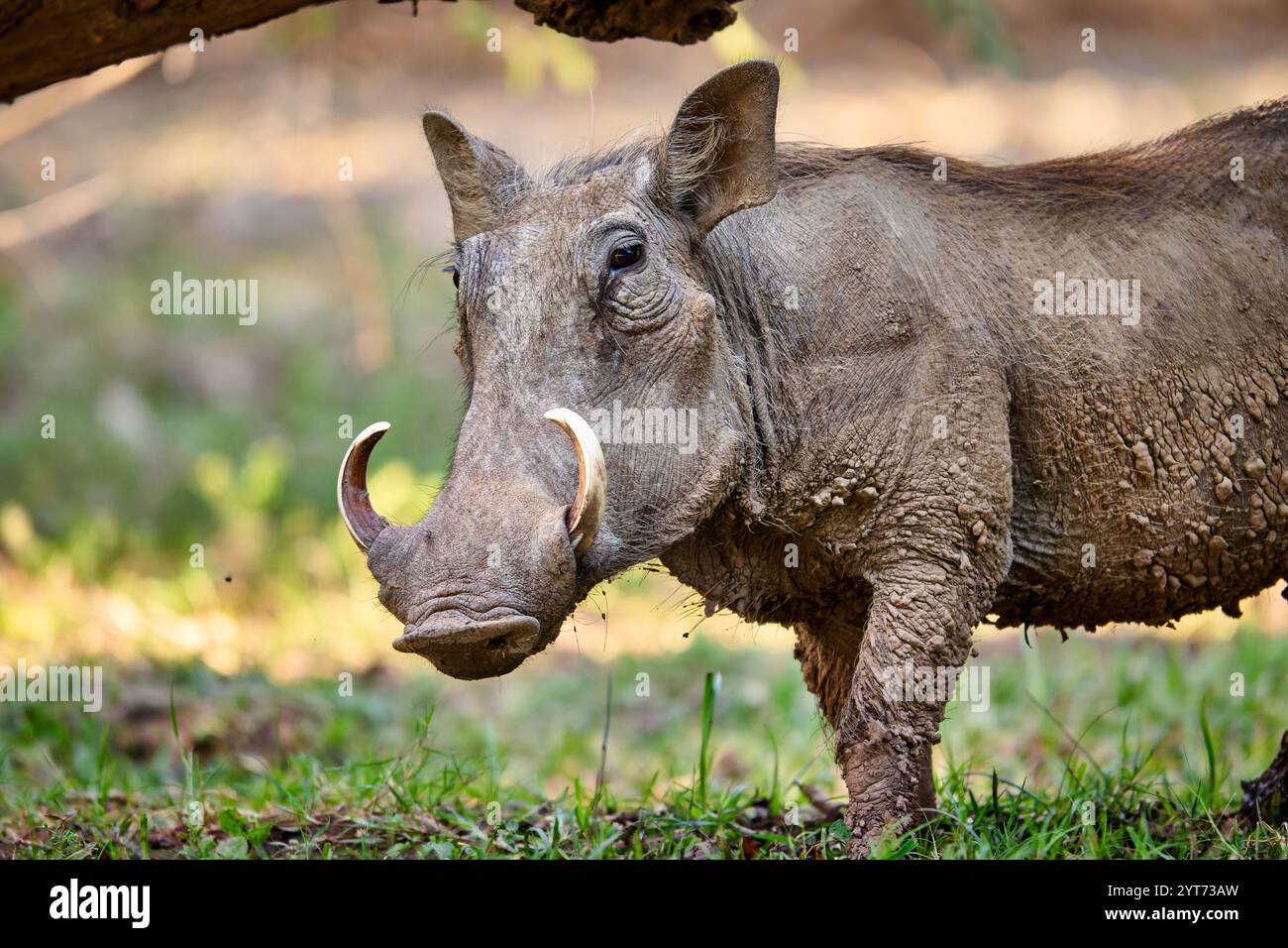 common warthog (Phacochoerus africanus), South Luangwa National Park ...