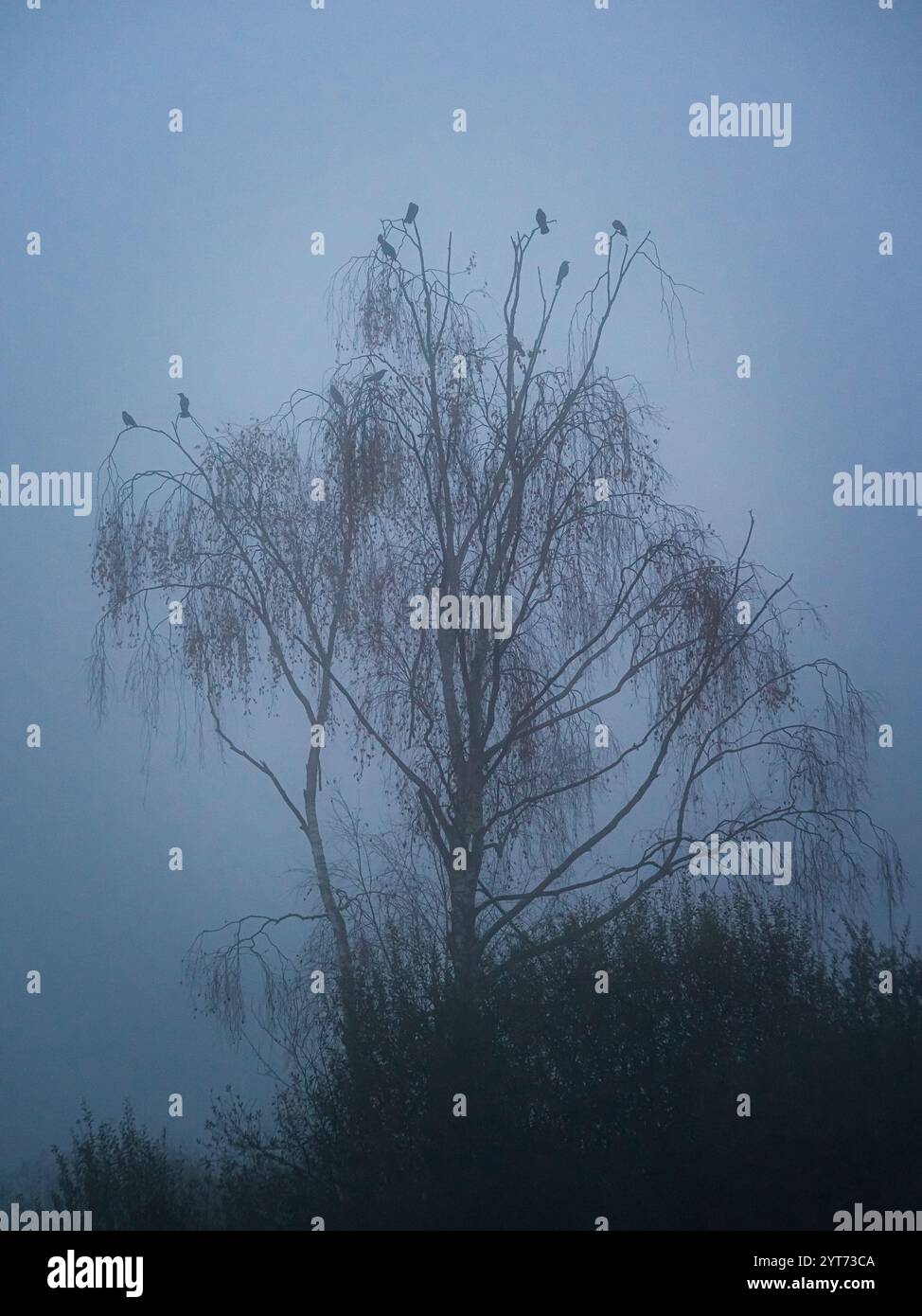 Birds on a tree at dawn, fog Stock Photo - Alamy