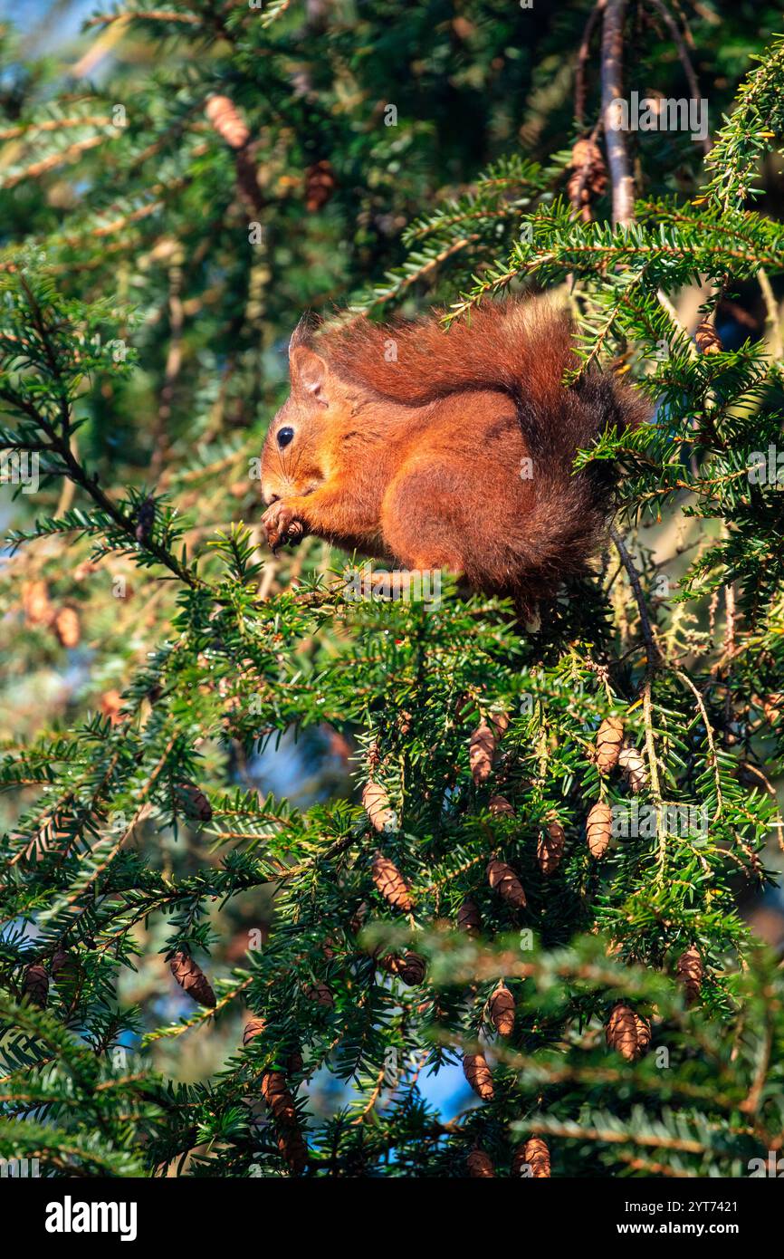 Squirrel (Sciurus vulgaris) eating seeds from a hemlock tree (Tsuga ...