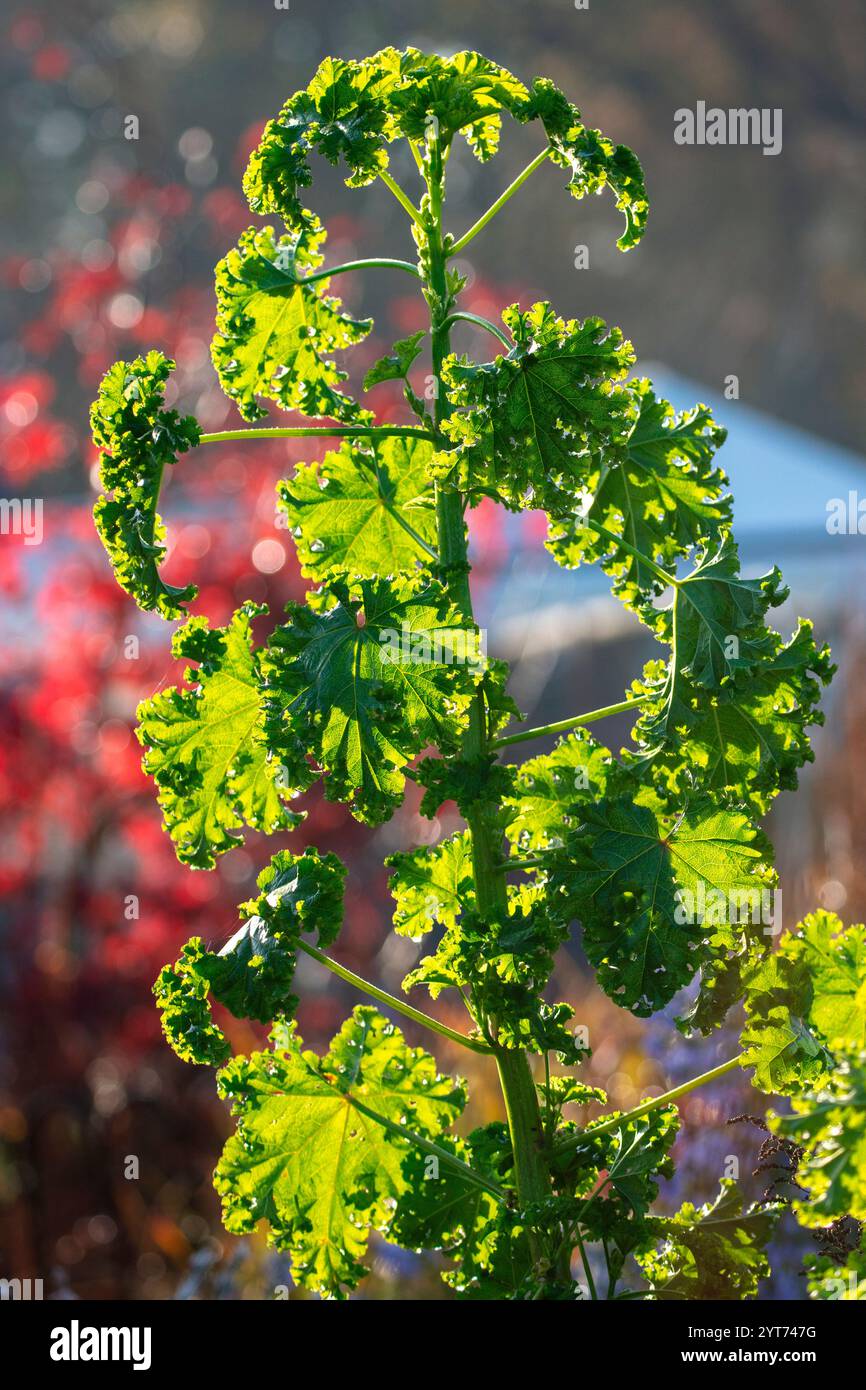 Castilian mallow malva verticillata hi-res stock photography and images ...