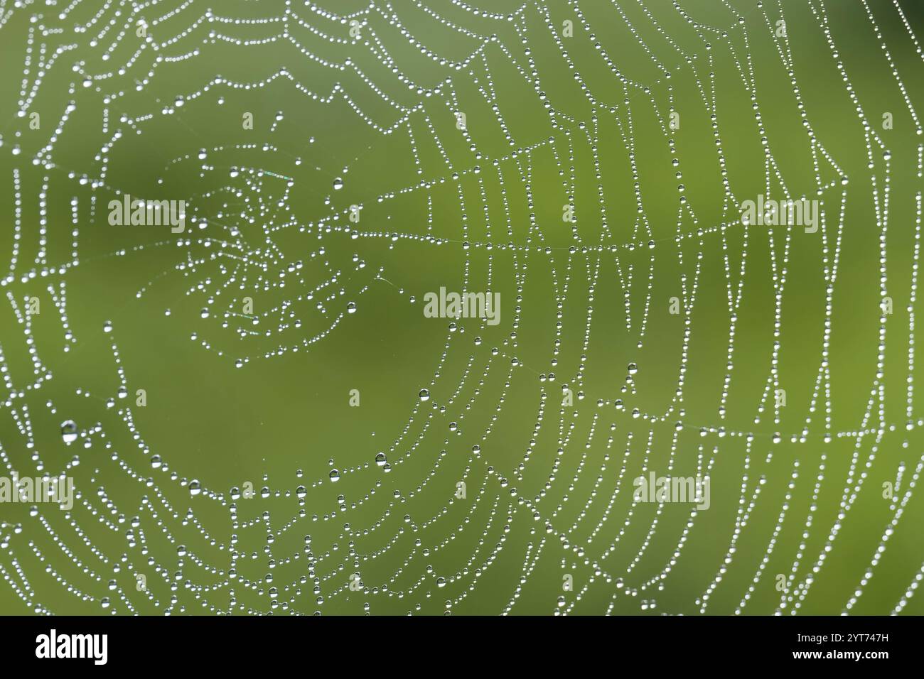 Spiders web with fine water droplets hi-res stock photography and ...