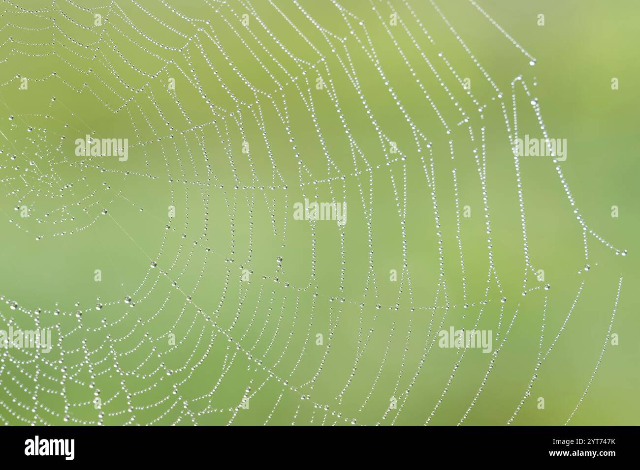 Spider's web with fine water droplets, Germany Stock Photo - Alamy