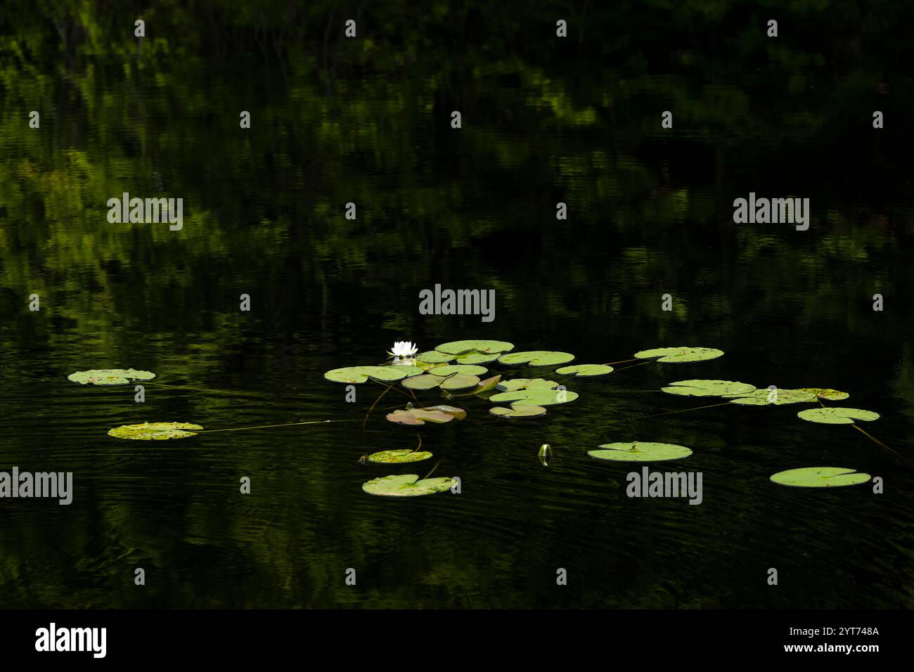 Water lilies, single white flower and floating leaves in the dark water ...