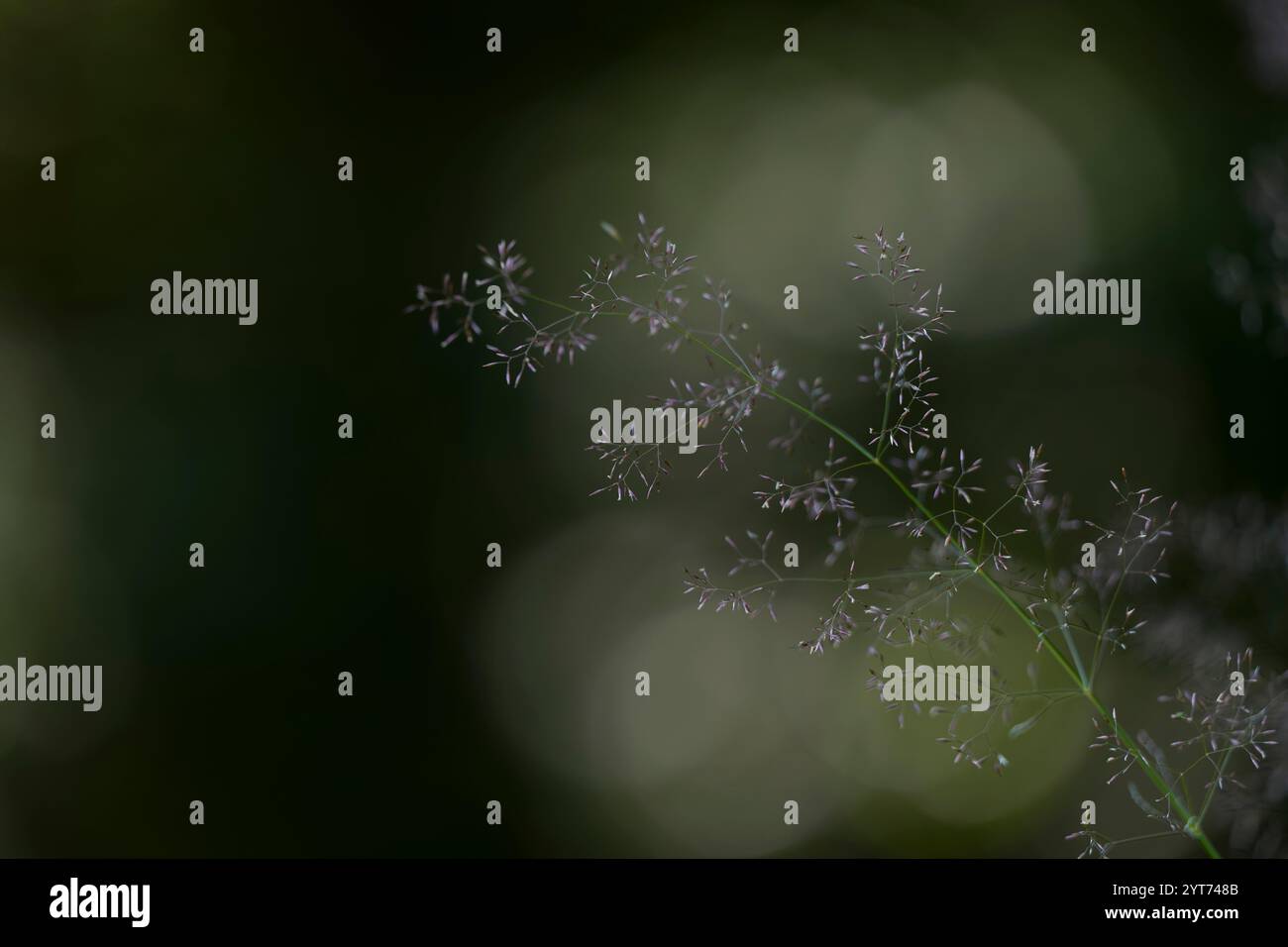 Grasses plants panicle panicles hi-res stock photography and images - Alamy