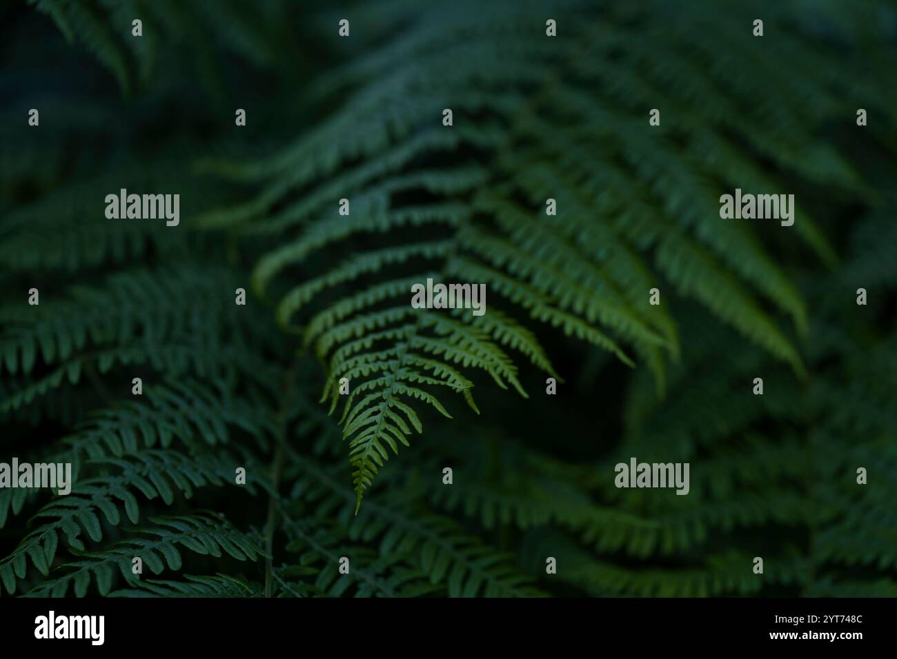Bracken fern germany hi-res stock photography and images - Alamy