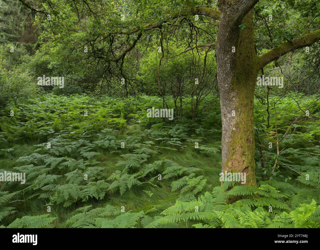 Trunk of an oak surrounded by young plants of the bracken fern ...