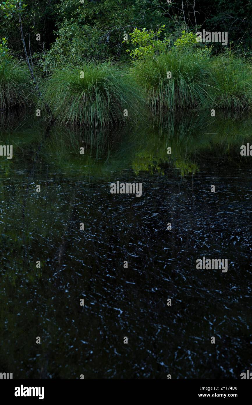 Grass bulrushes in a pond, evening mood, Moosbachtal nature reserve ...