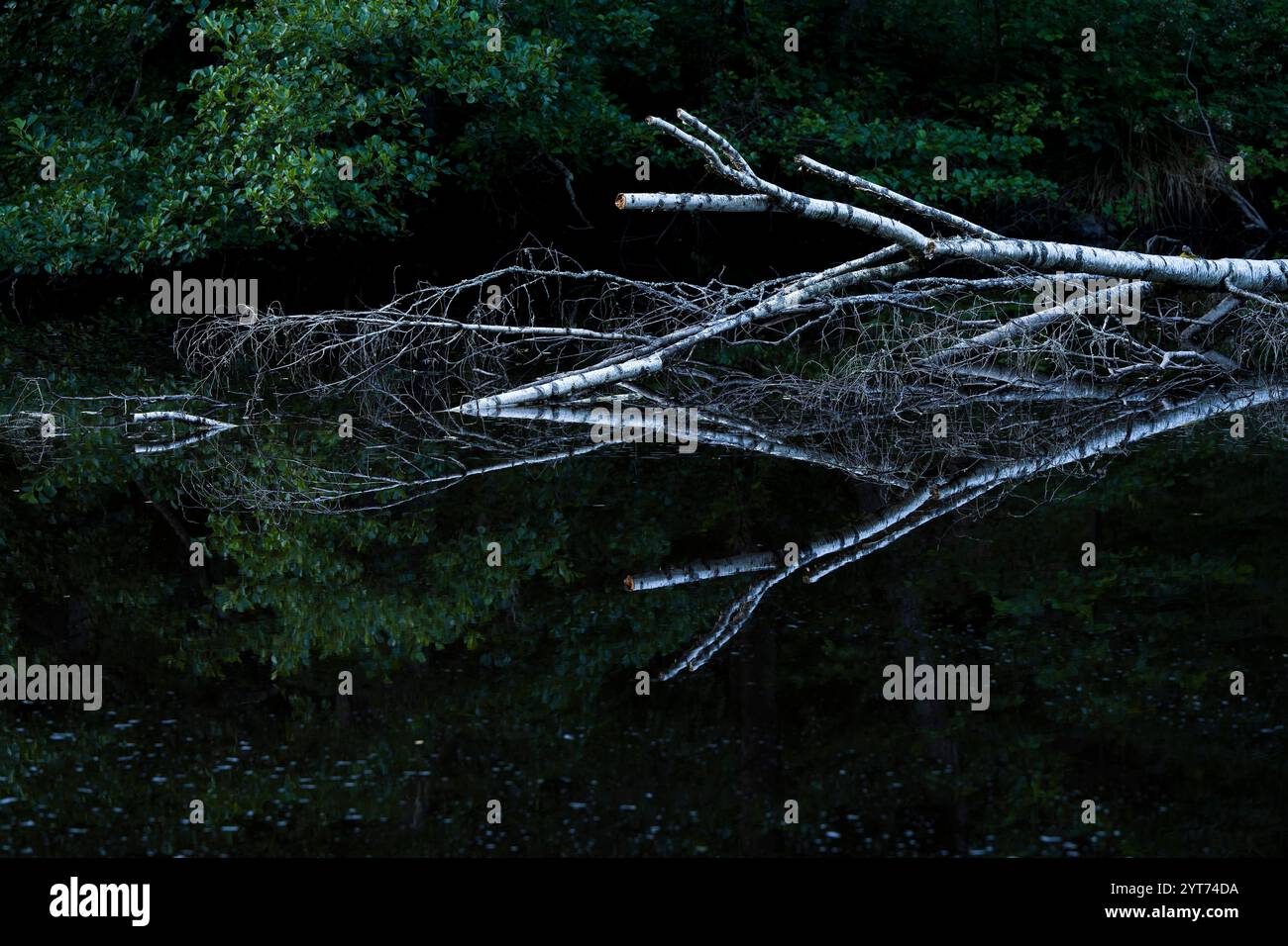 Fallen birch tree in a pond hi-res stock photography and images - Alamy