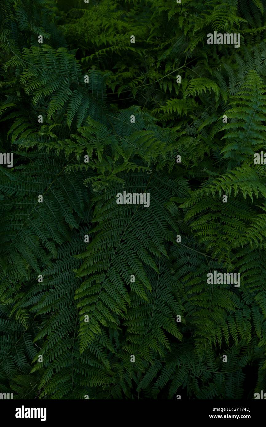 Bracken fern germany hi-res stock photography and images - Alamy