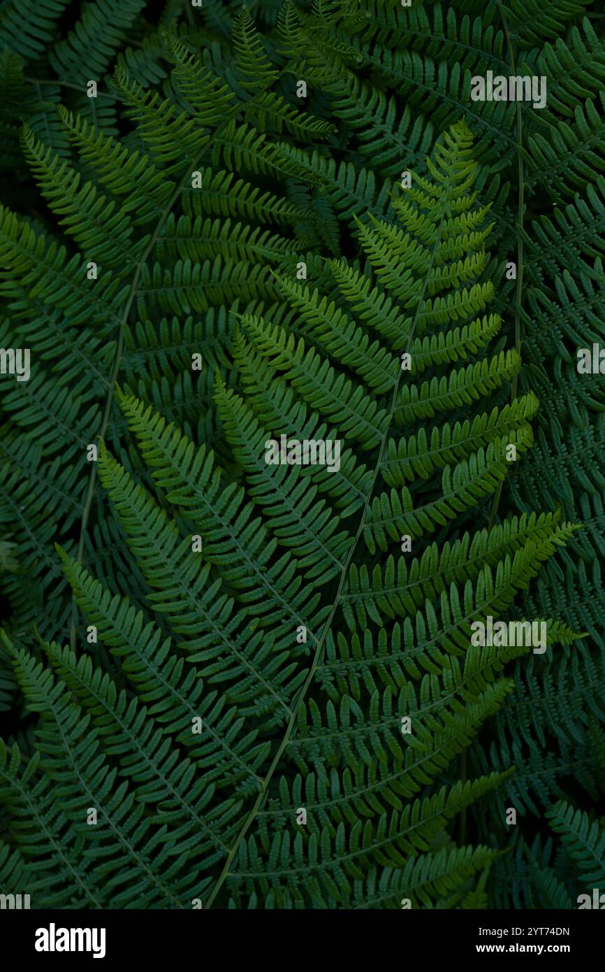 Ferns from above hi-res stock photography and images - Alamy