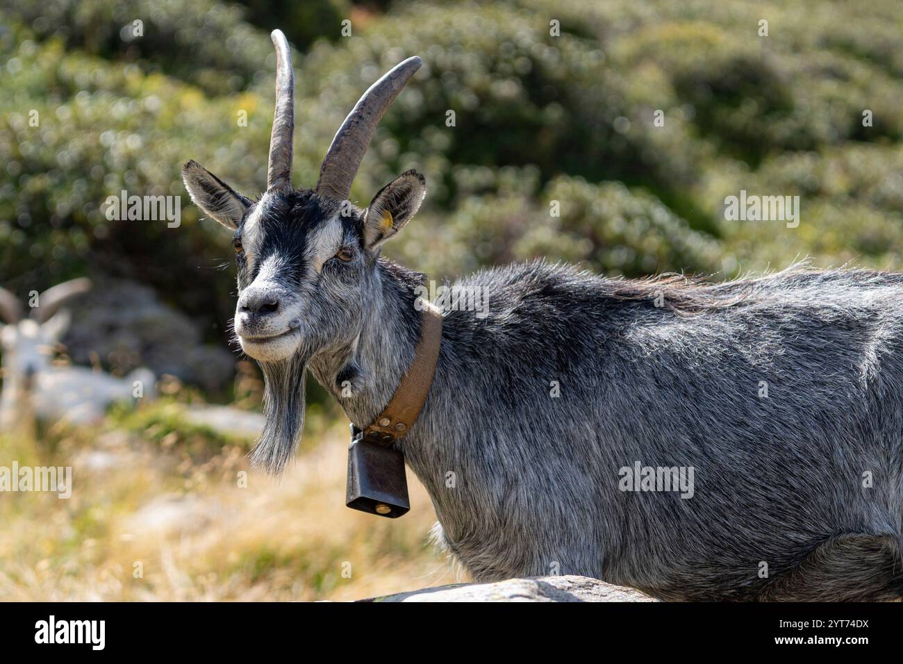 A gray goat with a bell around its neck in the mountains looks at the ...
