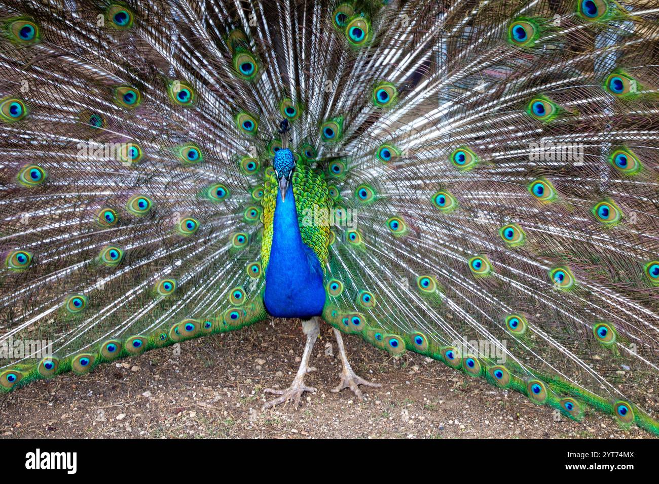 A Peacock with open feathers showing off to a female Stock Photo - Alamy