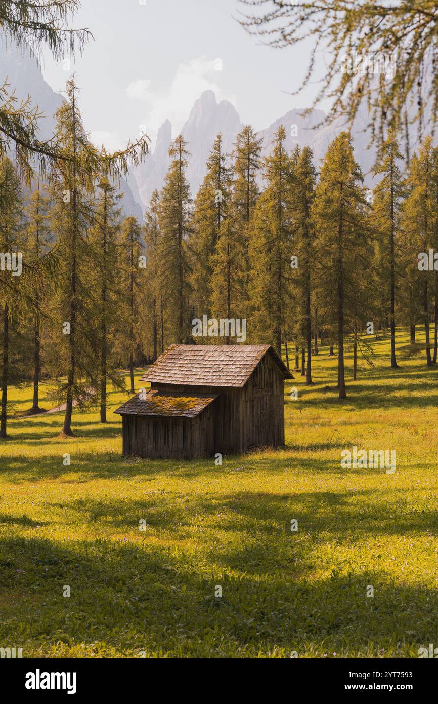 A weathered wooden hut in Val Fiscalina near Sesto stands in a meadow surrounded by larch trees ...