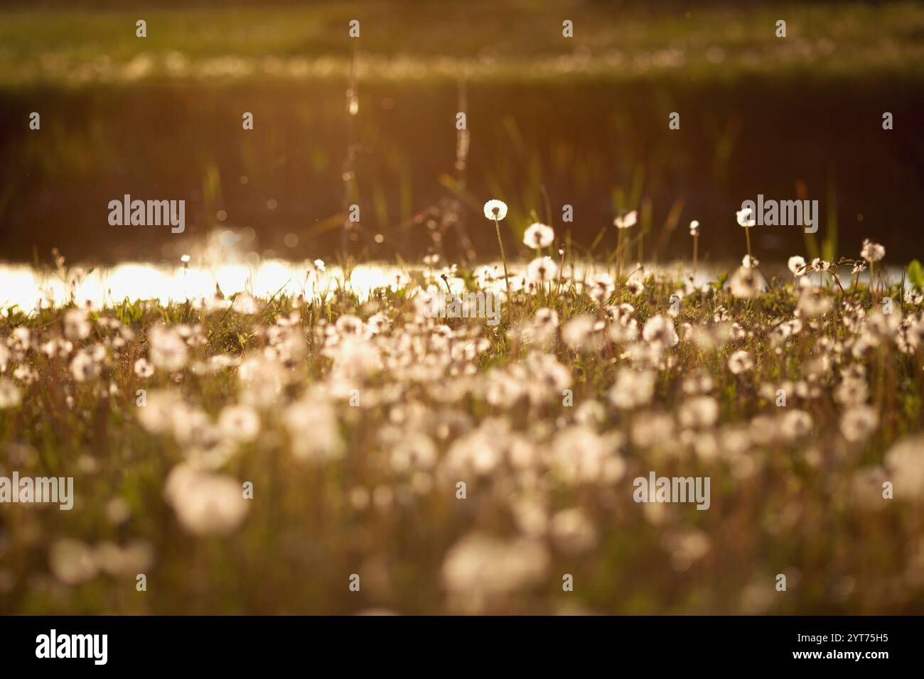 Backlit photograph of dandelions by the water Stock Photo - Alamy