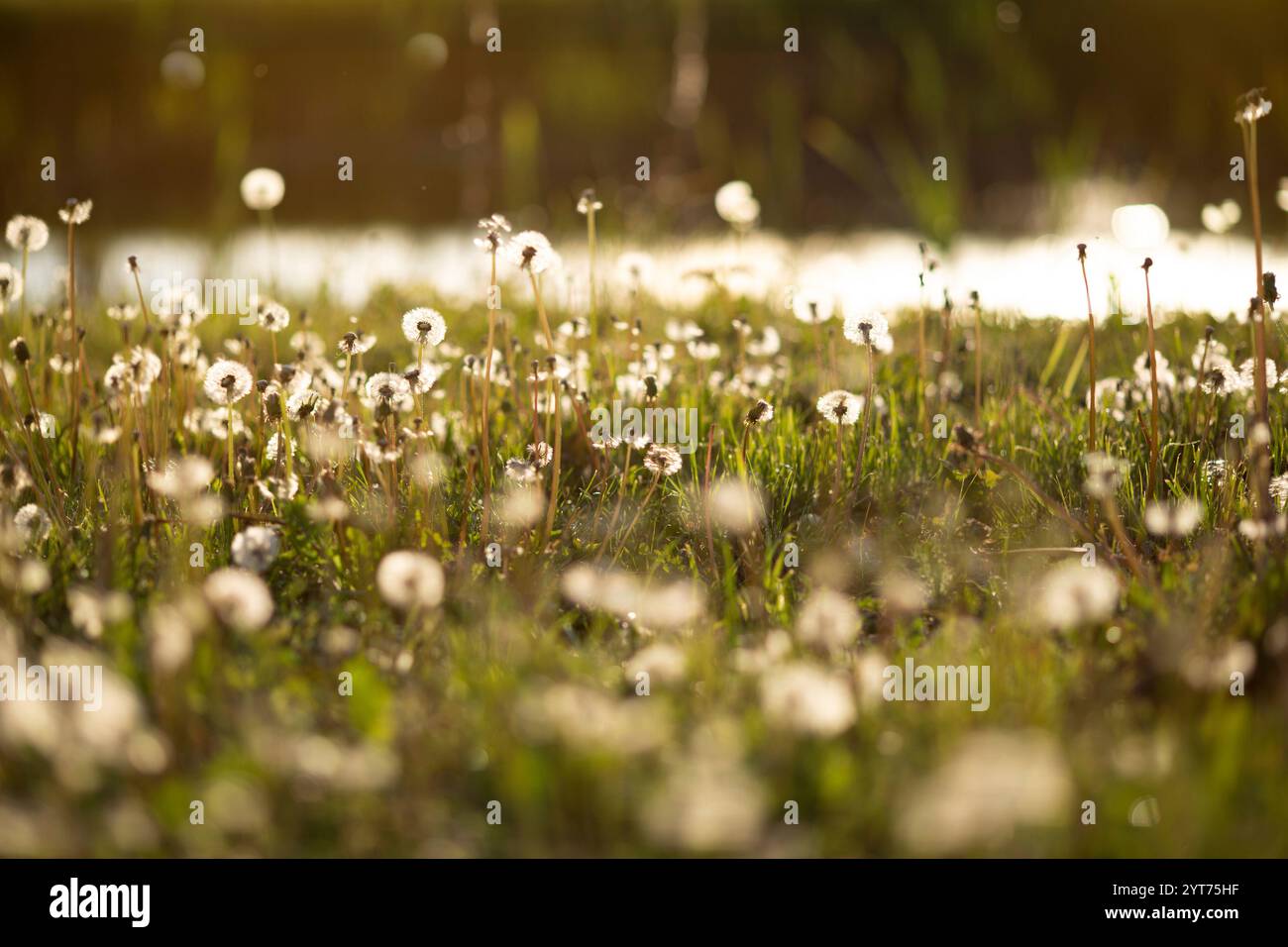 Backlit photograph of dandelions by the water Stock Photo - Alamy