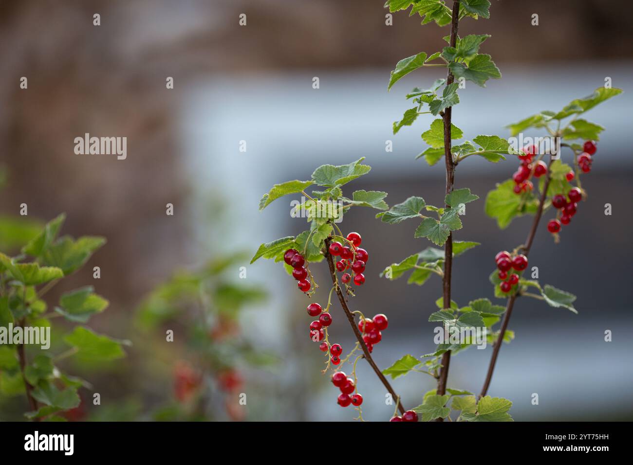 Red currant bush Stock Photo - Alamy