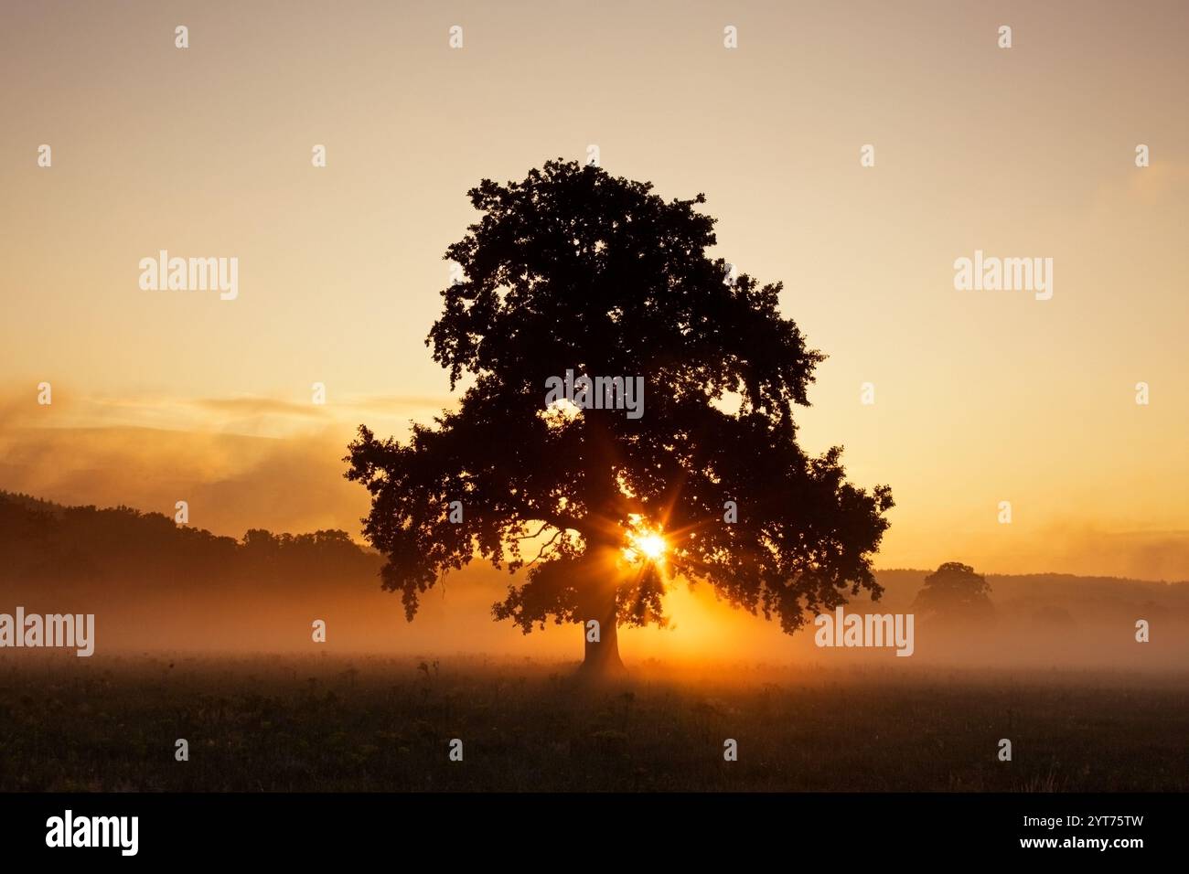 Sun shining through foliage of common oak / pedunculate oak / English ...