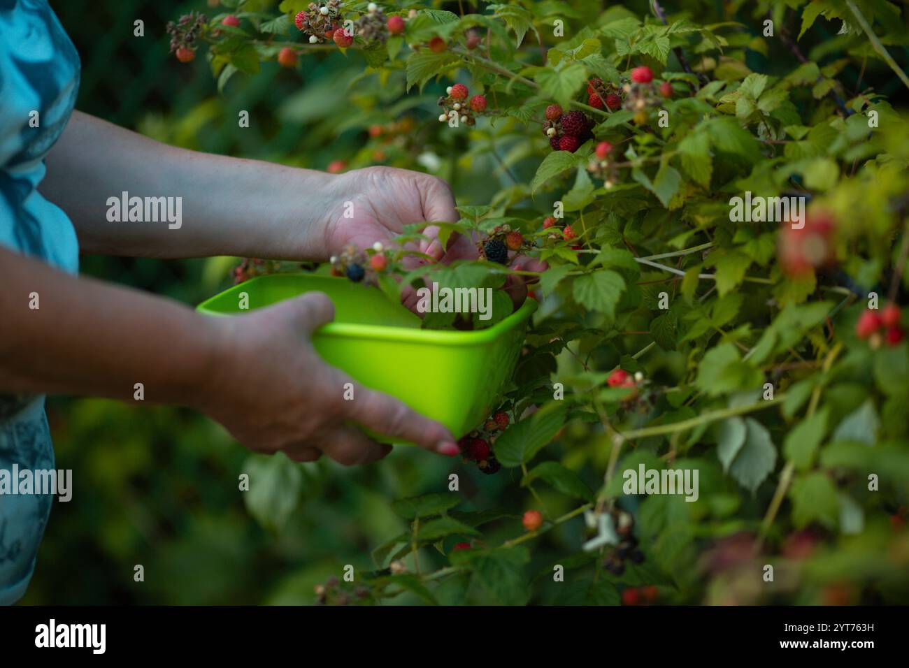 Wild berry harvest Stock Photo - Alamy