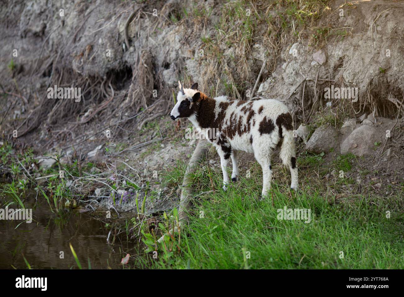 Goat standing pond hi-res stock photography and images - Alamy