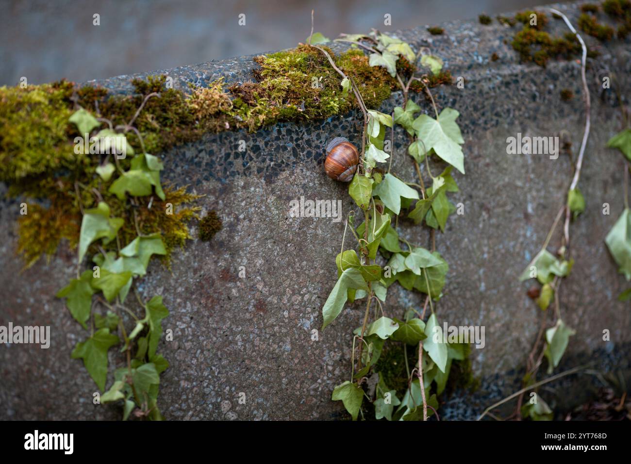 Snail shell on wall hi-res stock photography and images - Alamy