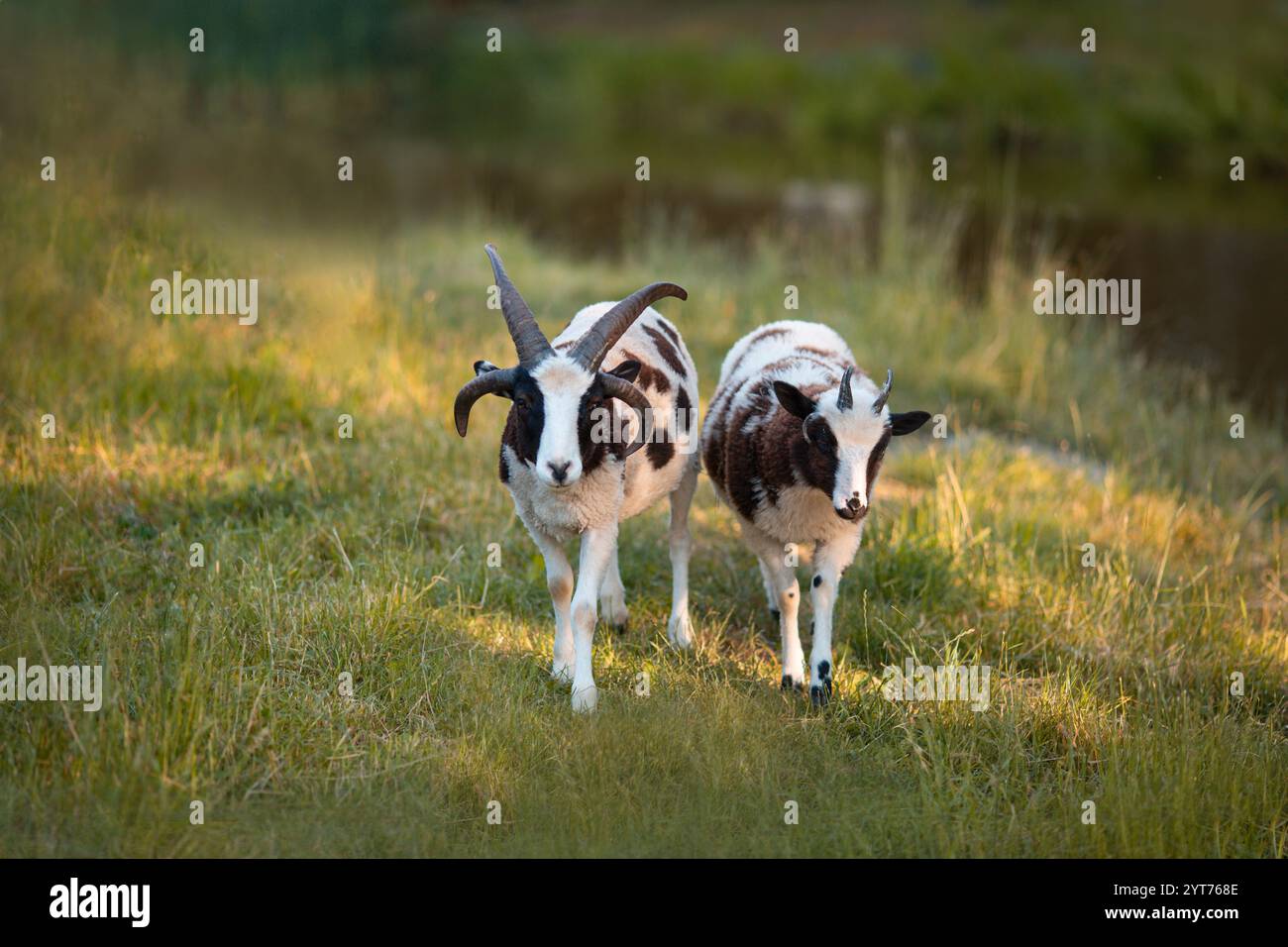 Two billy goats hi-res stock photography and images - Alamy