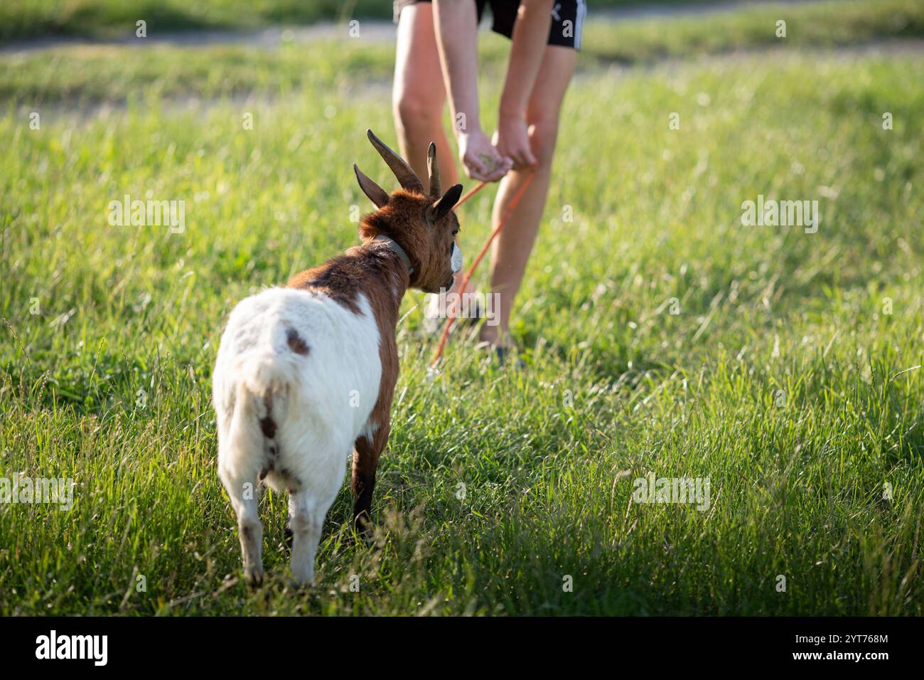 Goat race hi-res stock photography and images - Alamy