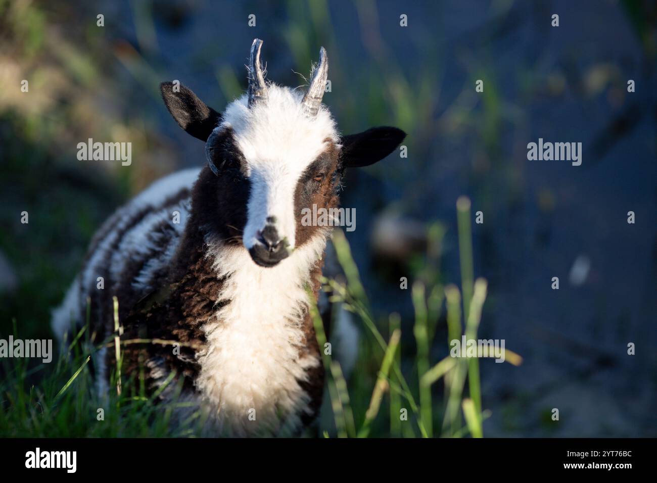 White goat with black spots hi-res stock photography and images - Alamy