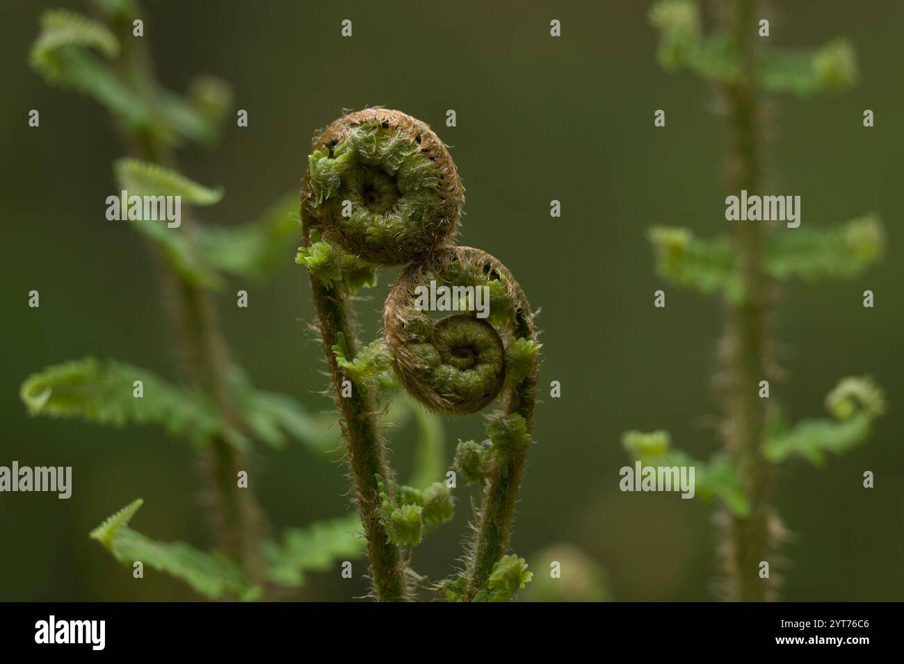 uncurling shoots of a young fern plant, true worm fern, spring, Germany ...