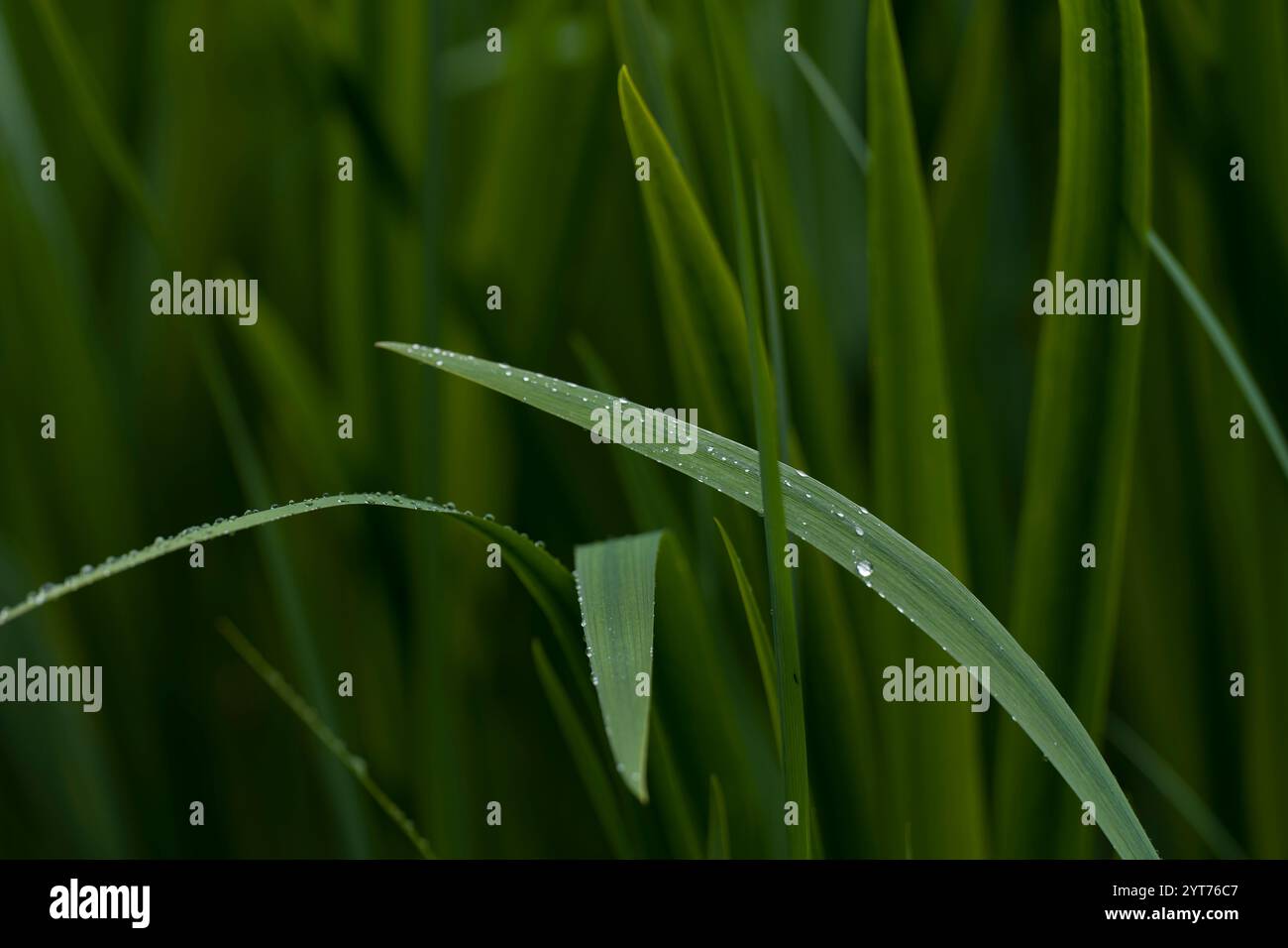 Blades of grass with water droplets, Germany Stock Photo - Alamy