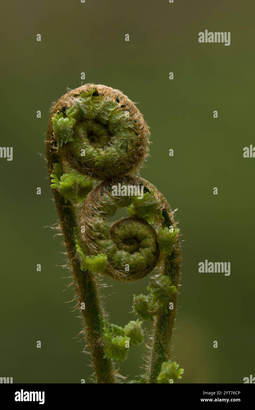 uncurling shoots of a young fern plant, true worm fern, spring, Germany ...