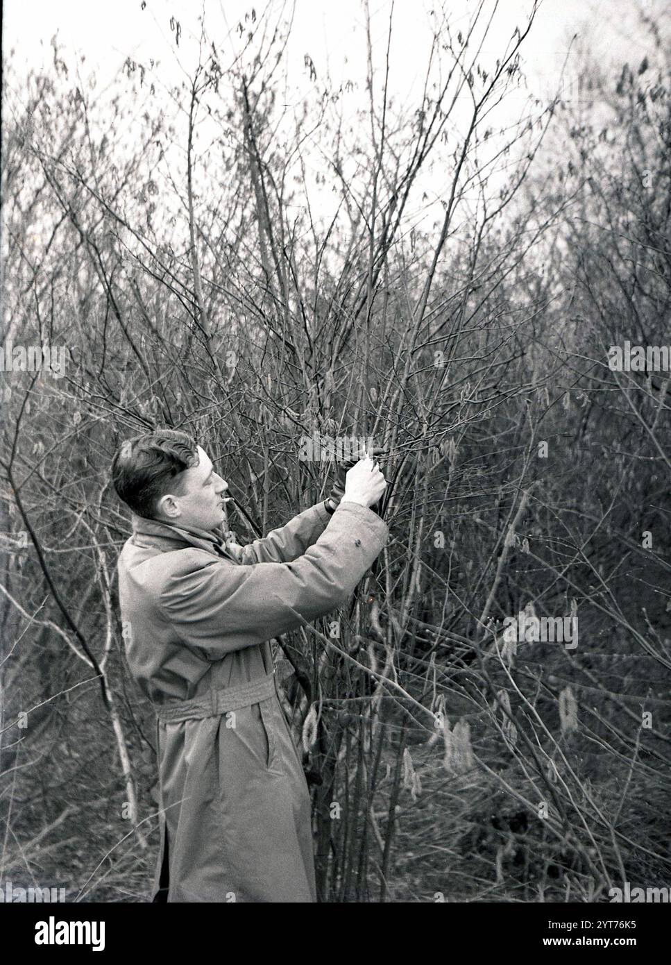 1950s, historical, oustide, in an area of young tree saplings, a man in ...