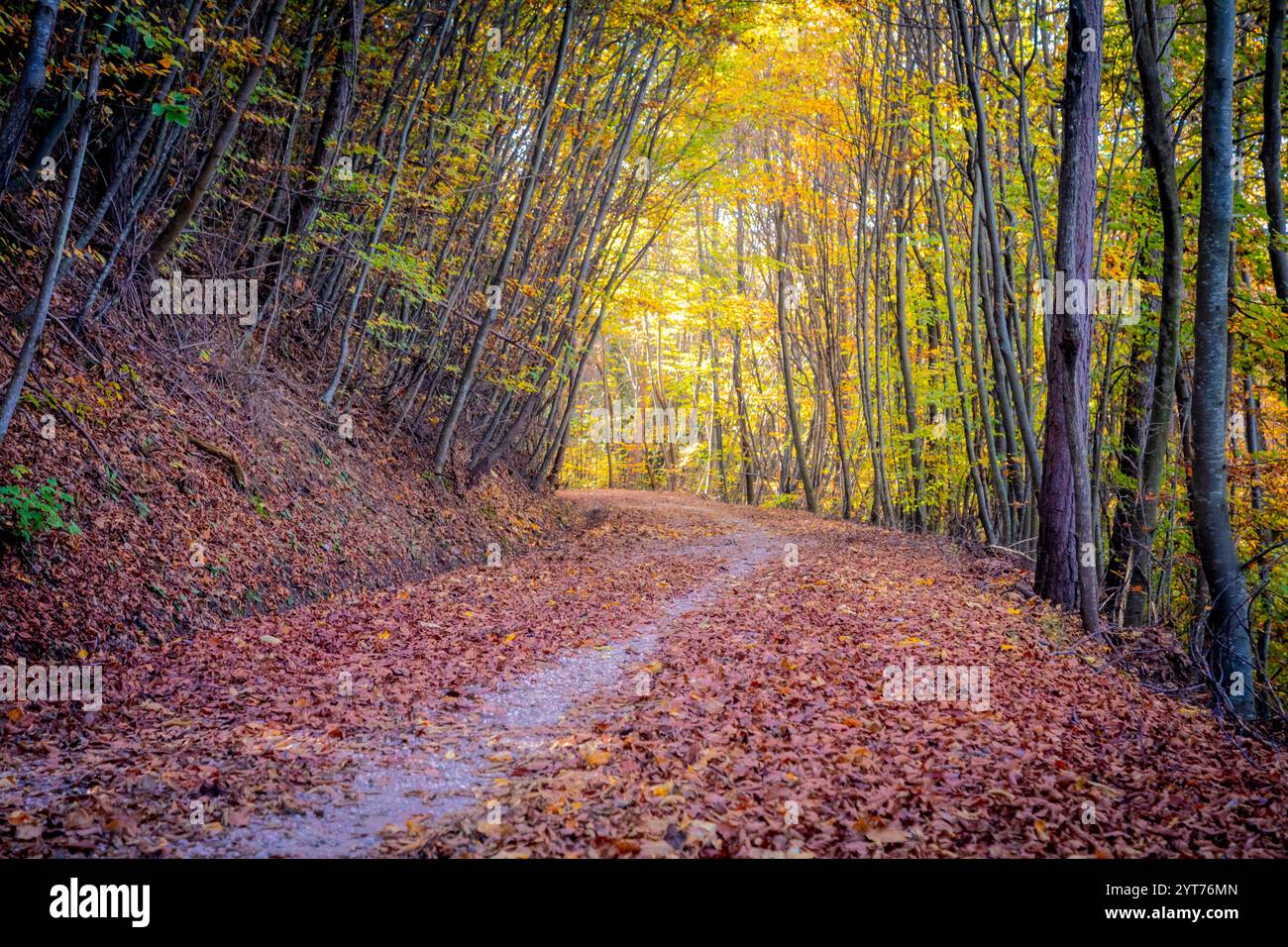 Cycle path with sections immersed in the woods hi-res stock photography ...