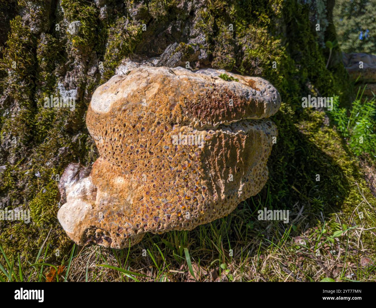 Tree sponge, oak bracket, Inonotus dryadeus Stock Photo - Alamy