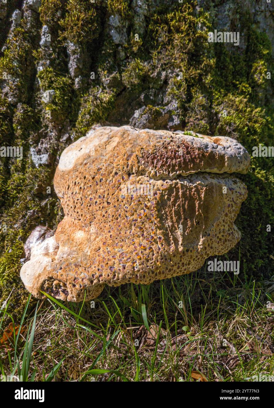 Tree sponge, oak bracket, Inonotus dryadeus Stock Photo - Alamy